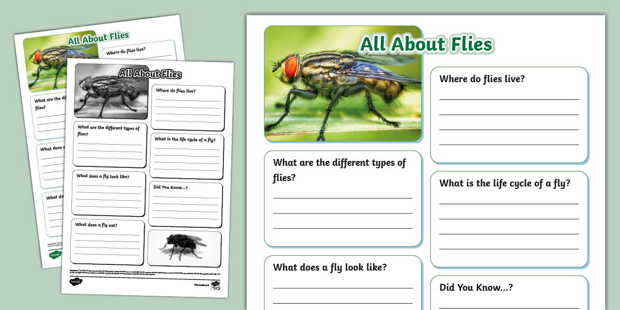 All About Flies Fact File Template (Teacher-Made) - Twinkl