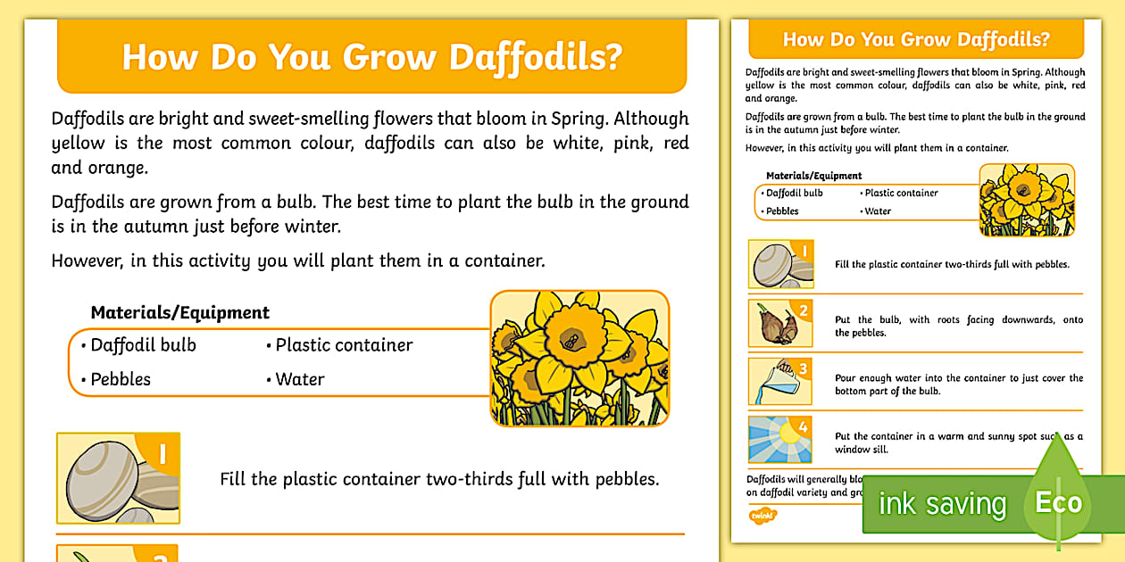 TAS How Do You Grow Daffodils? Fact Sheet (teacher made)