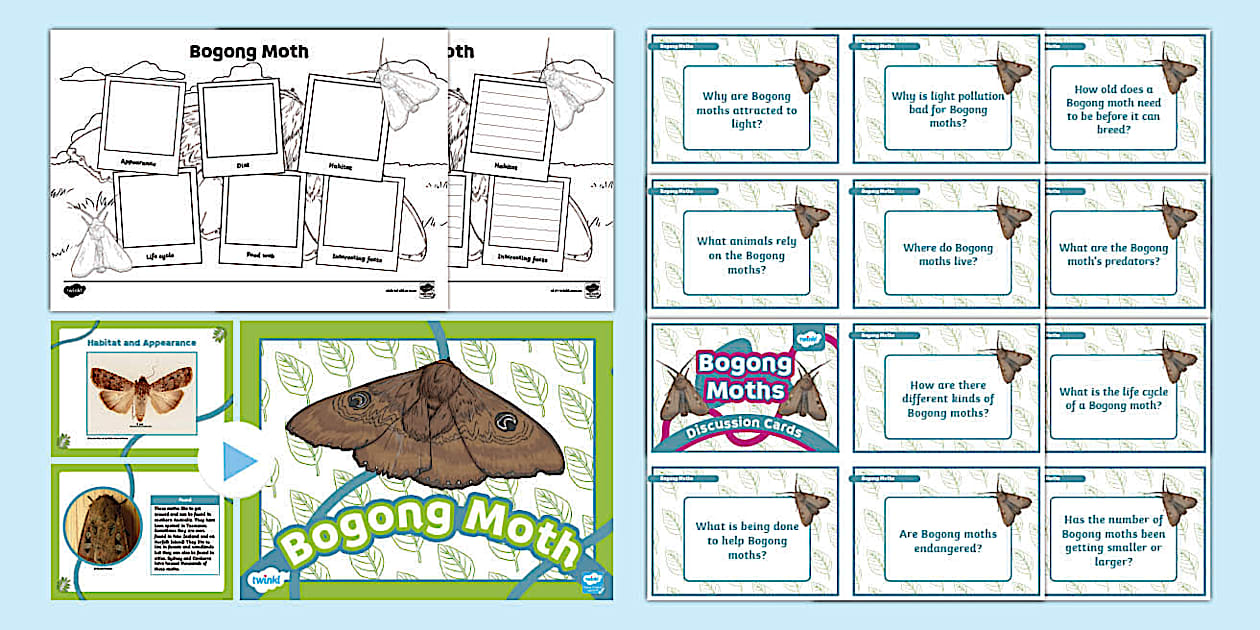Bogong Moths PowerPoint Pack (teacher made) - Twinkl