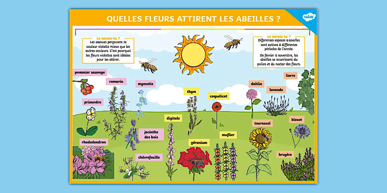 Affiche : Quelles fleurs attirent les abeilles ? - Twinkl