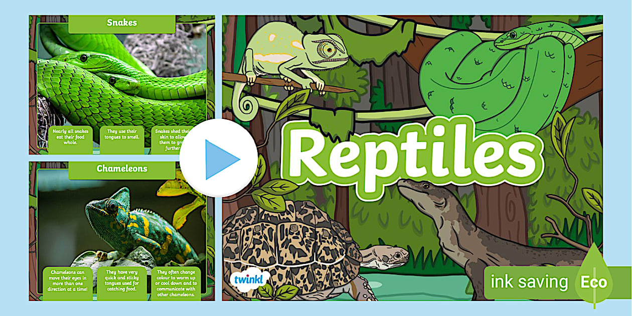Reptiles Photo PowerPoint - Twinkl - KS1 (professor feito)