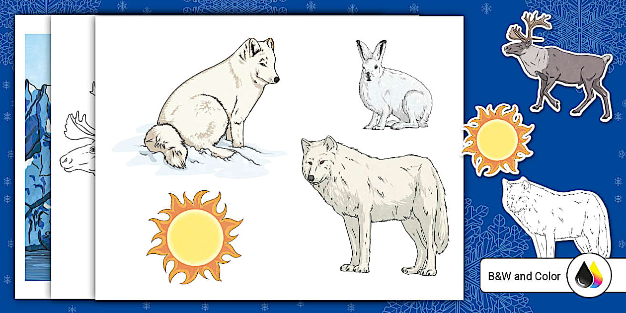 Winter Snow Animals Cutouts (teacher made) - Twinkl