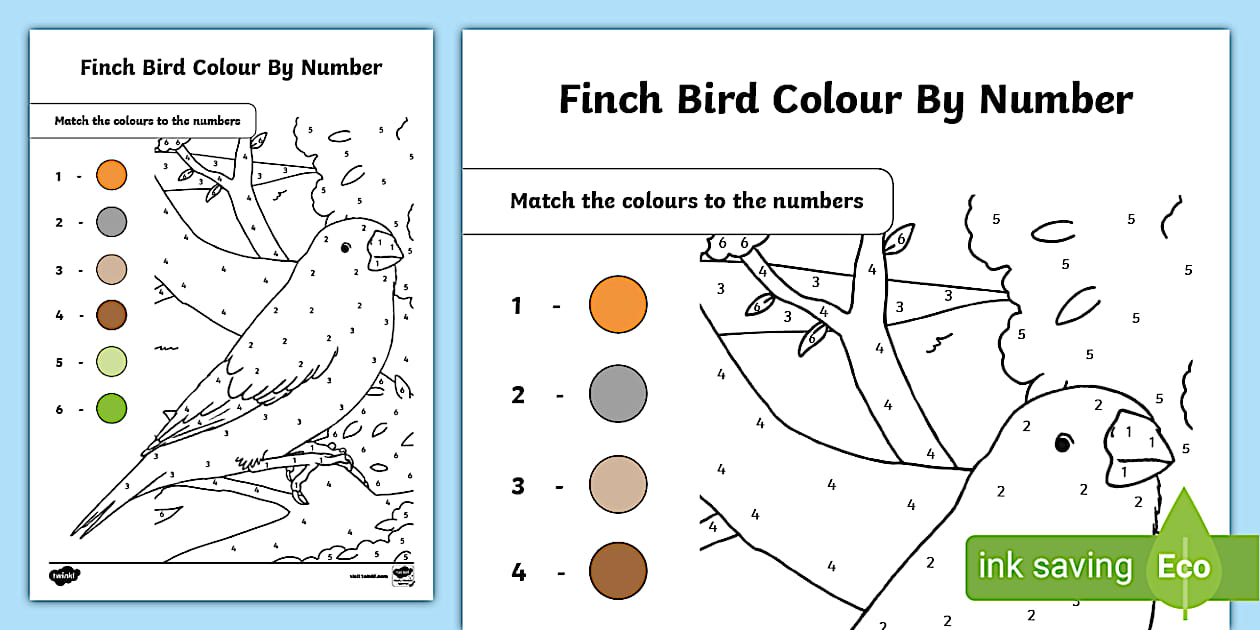Finch Bird Colour By Number (teacher made) - Twinkl