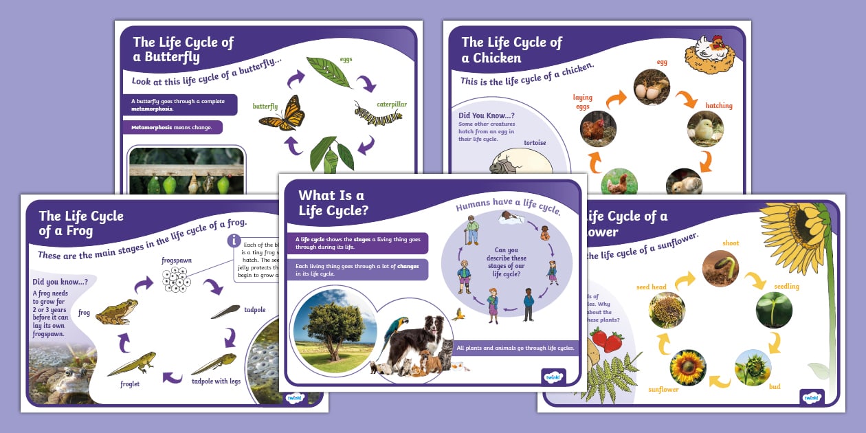 EYFS All About Life Cycles Fact Files | Twinkl - Twinkl