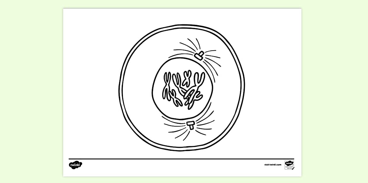 Prophase Mitosis Colouring | Colouring Sheets (teacher made)