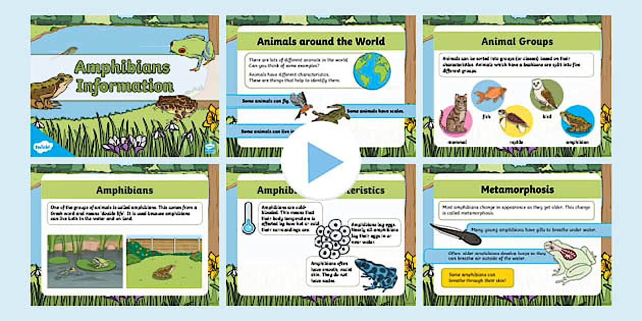 Amphibians Information PowerPoint - KS1 - Primary Resources