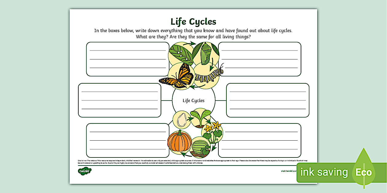 Life Cycles Mind Map (teacher made) - Twinkl