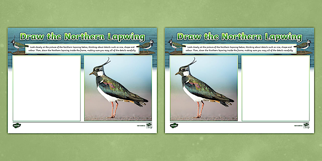 Draw the Northern Lapwing Worksheet (teacher made) - Twinkl