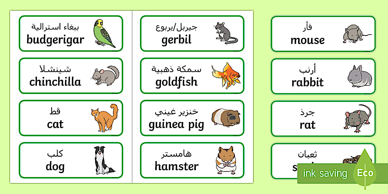 Pets Topic Word Cards Arabic/English (teacher made) - Twinkl