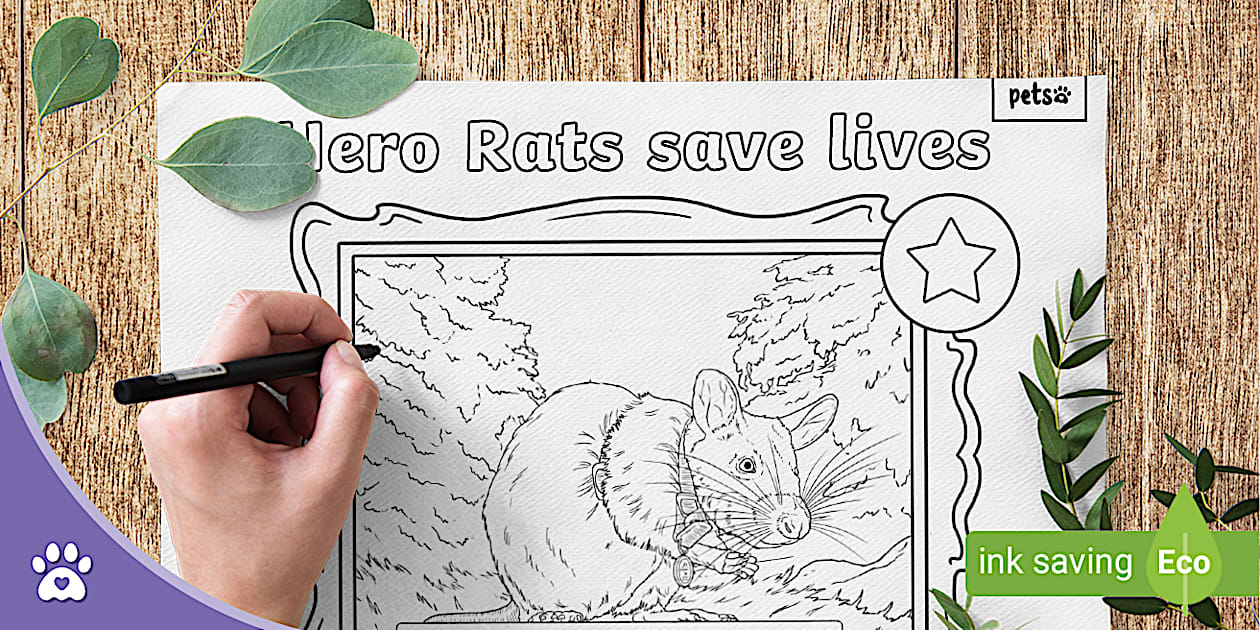 Hero Rat Colouring Sheet - Working Rats - Twinkl Pets