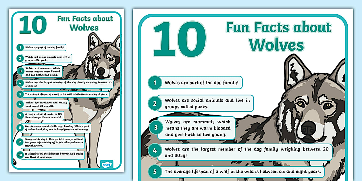 10 Wolf Facts Display Poster (teacher made) - Twinkl