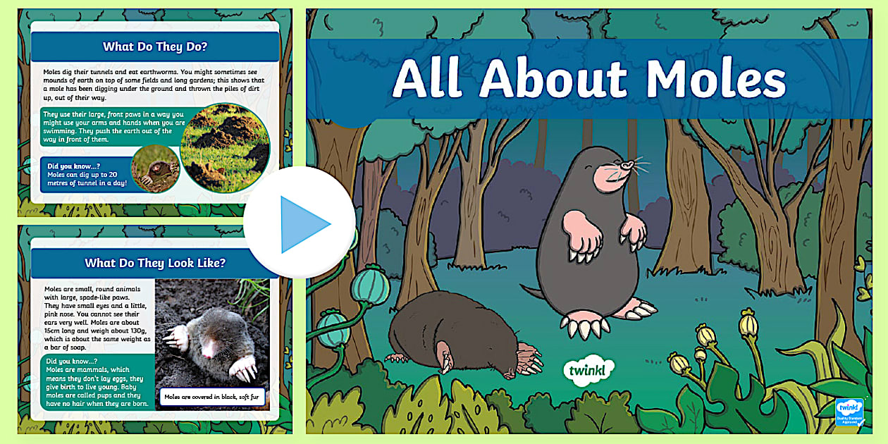 KS1 All About Moles PowerPoint - Parents - Science and STEM
