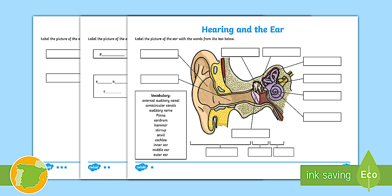 The Sense of Hearing Labeling Worksheet (teacher made)