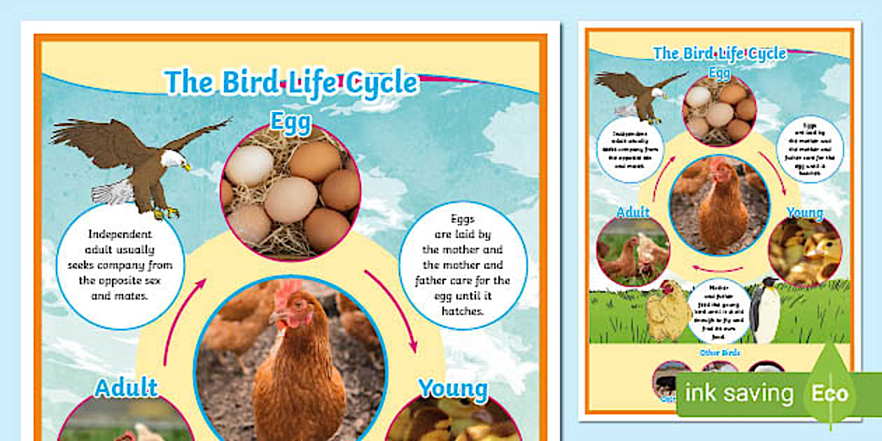 Life Cycle of a Bird Poster | KS2 Primary Resource - Twinkl