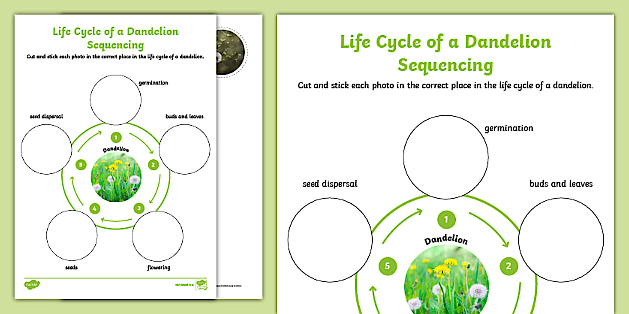 Life Cycle of a Dandelion Sequencing Activity - Twinkl