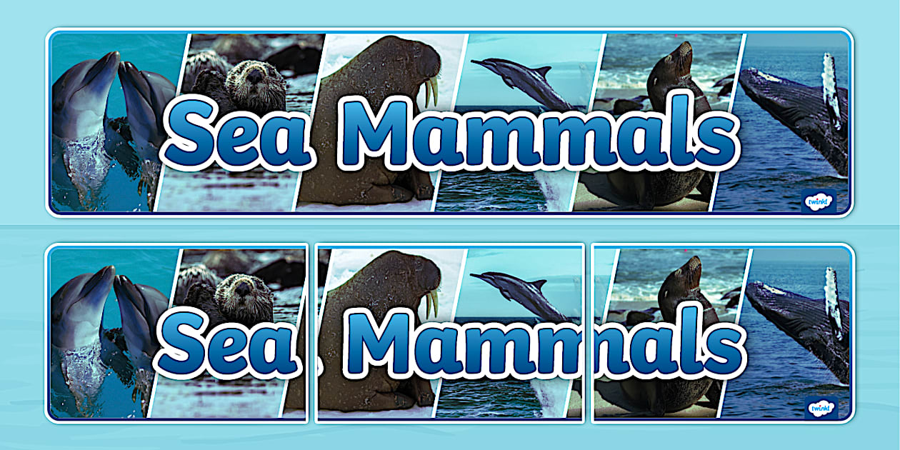 Sea Mammals Photo Display Banner