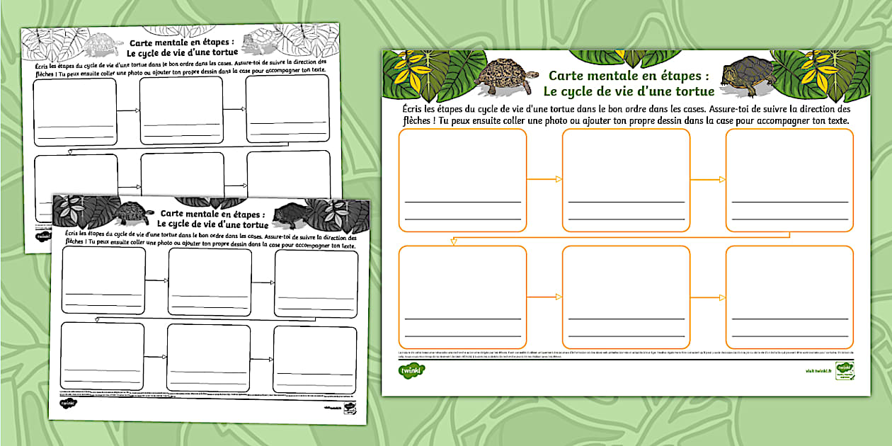 Carte mentale en étapes : Le cycle de vie d'une tortue