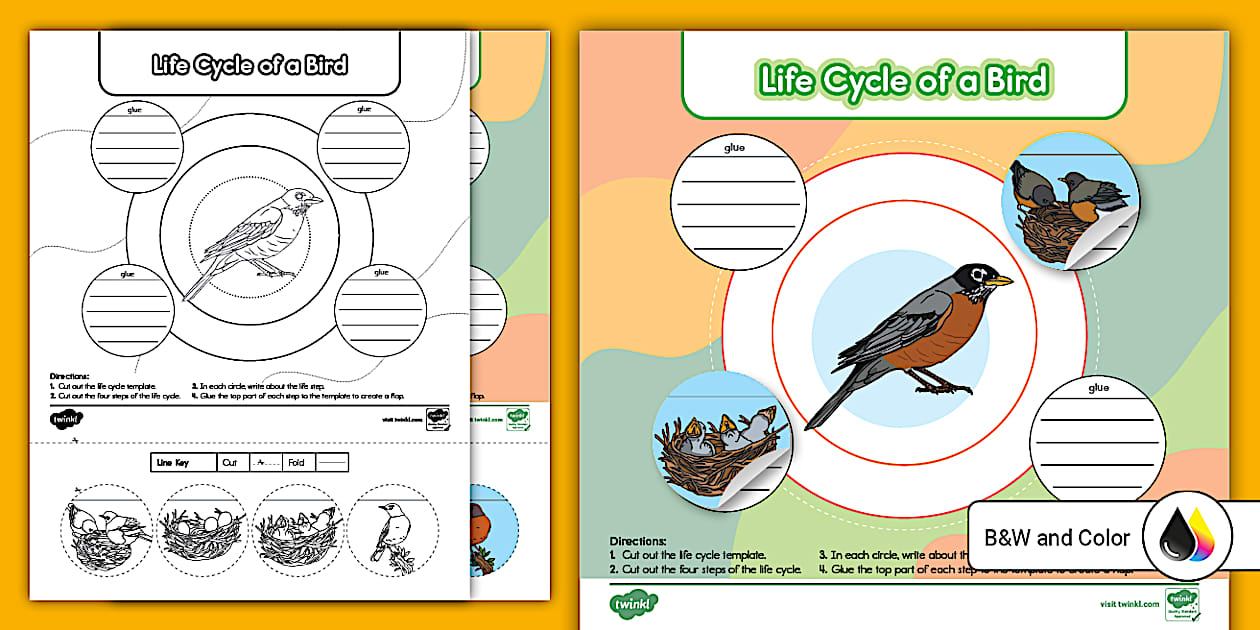 Life Cycle of a Bird Research and Write (teacher made)