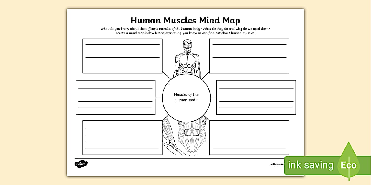 Human Muscles Mind Map | KS2 Science (teacher made) - Twinkl