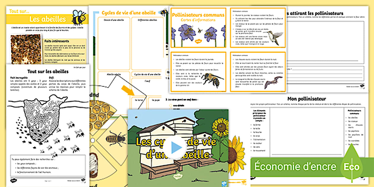 Pack de ressources : Les abeilles et pollinisateurs - Twinkl