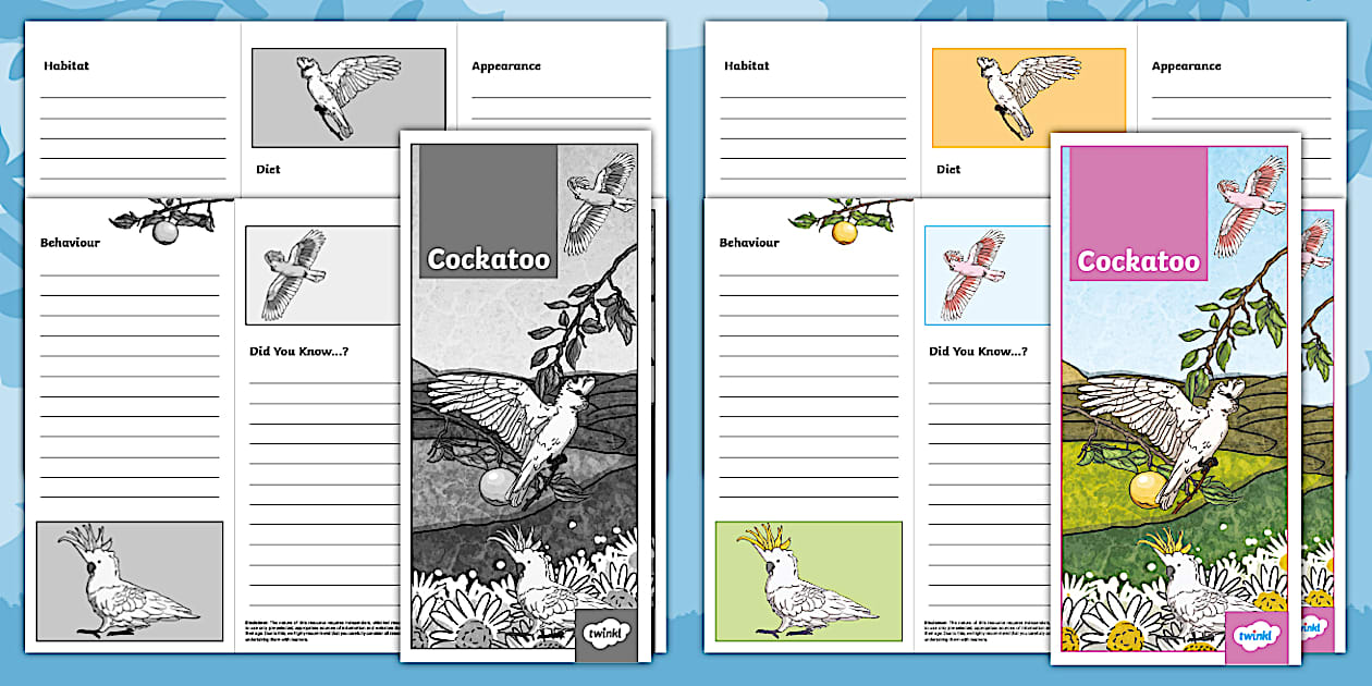 Cockatoo Leaflet Template (teacher made) - Twinkl