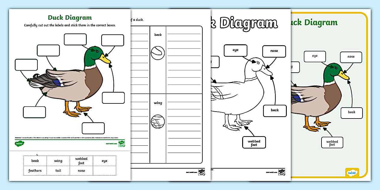 Duck Diagram Pack (teacher made) - Twinkl