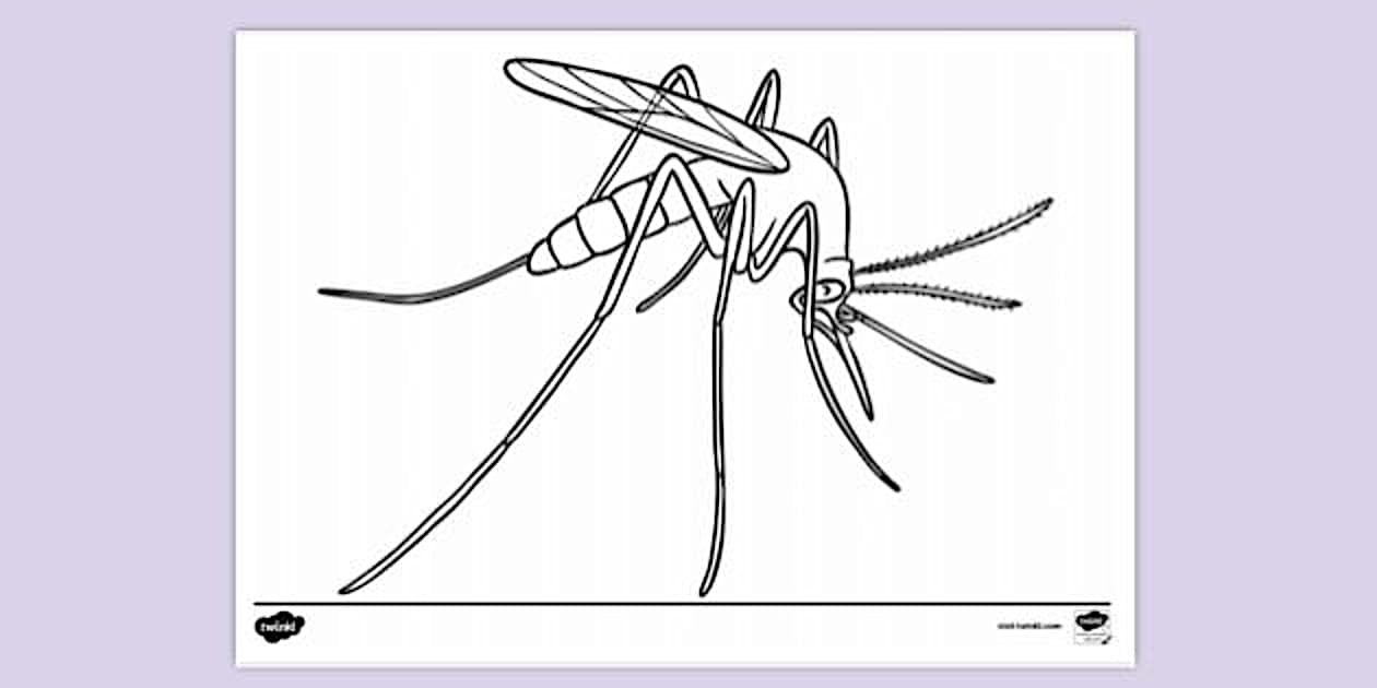 Mosquito Colouring Page | Colouring Sheets (teacher made)