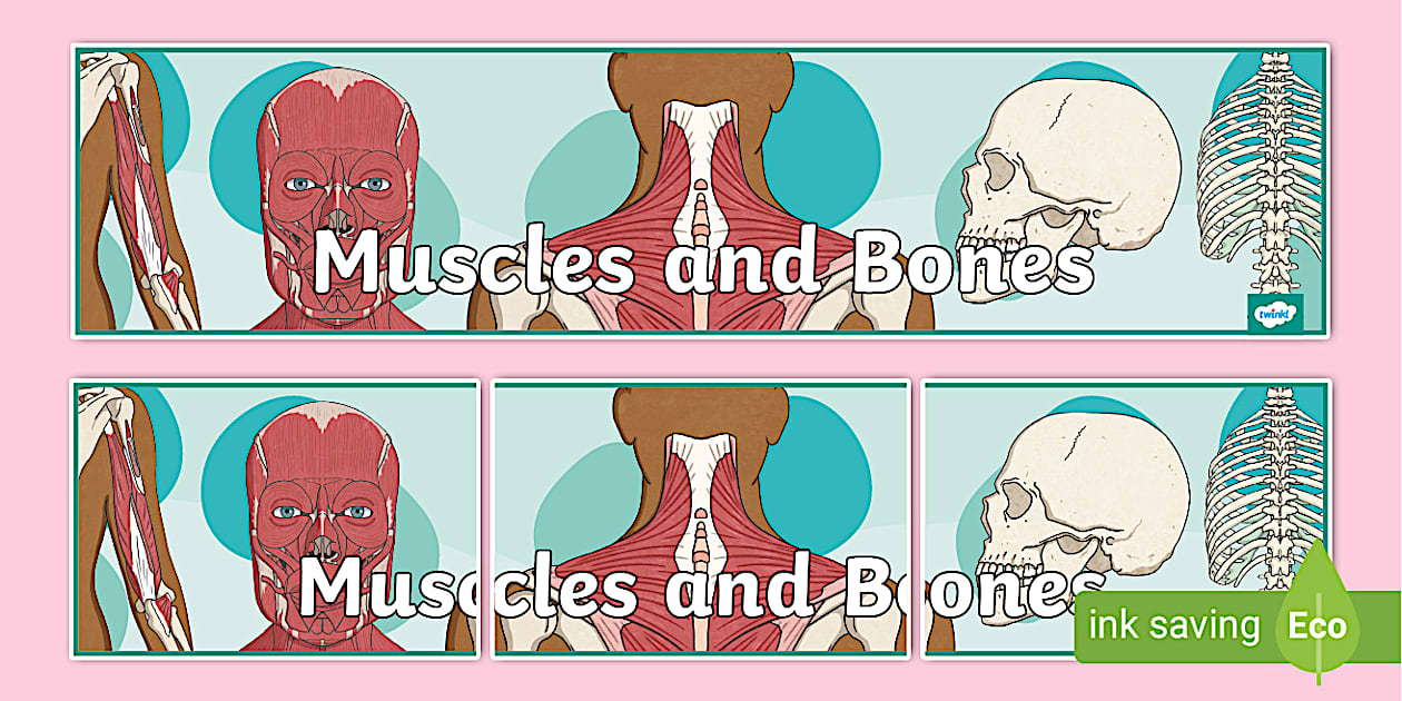 Muscles and Bones Display Banner (teacher made) - Twinkl