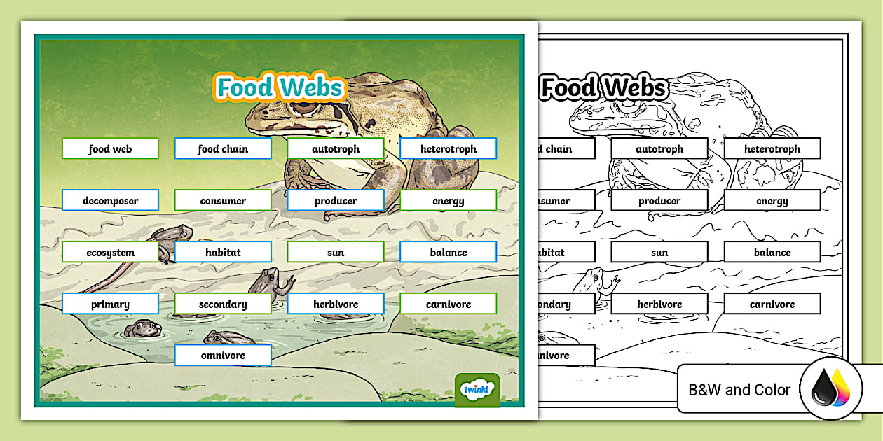 Food Webs Vocabulary Mat for 3rd-5th Grade (Lehrer gemacht)