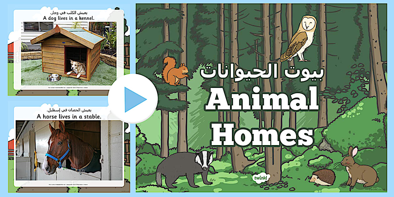 Animal Homes PowerPoint Arabic/English - Animal Homes Powerpoint