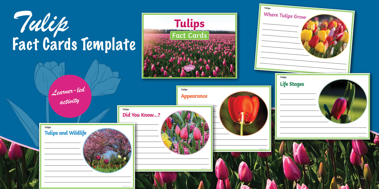Tulip Fact Cards Template