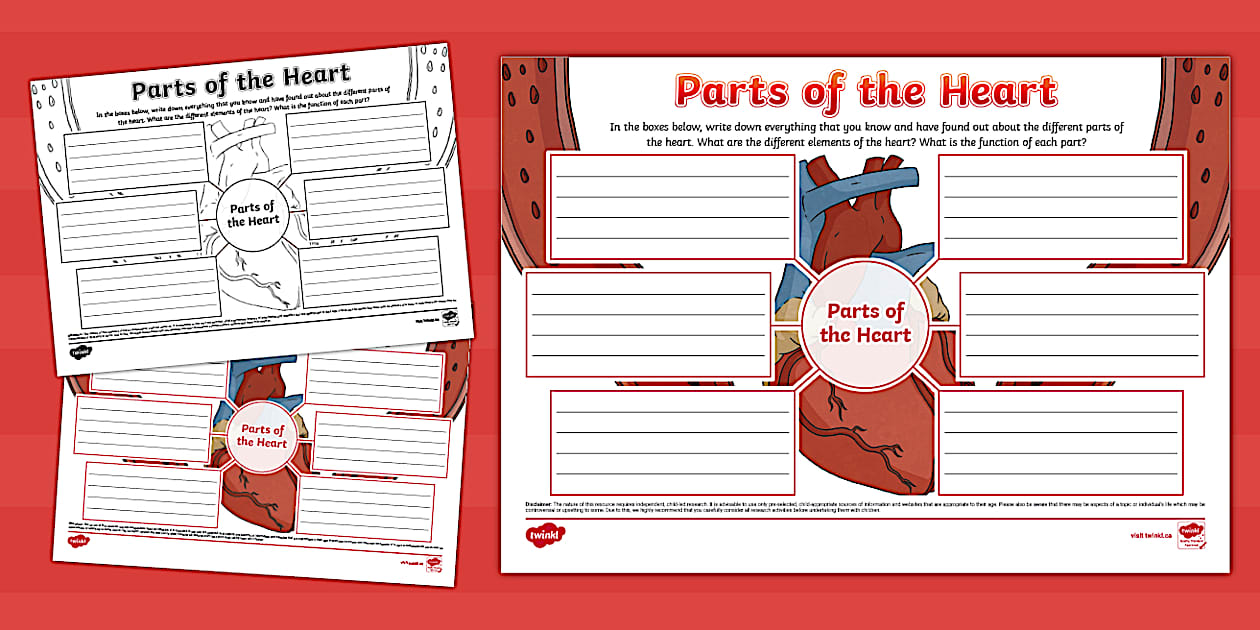 Parts of the Heart Mind Map (teacher made) - Twinkl