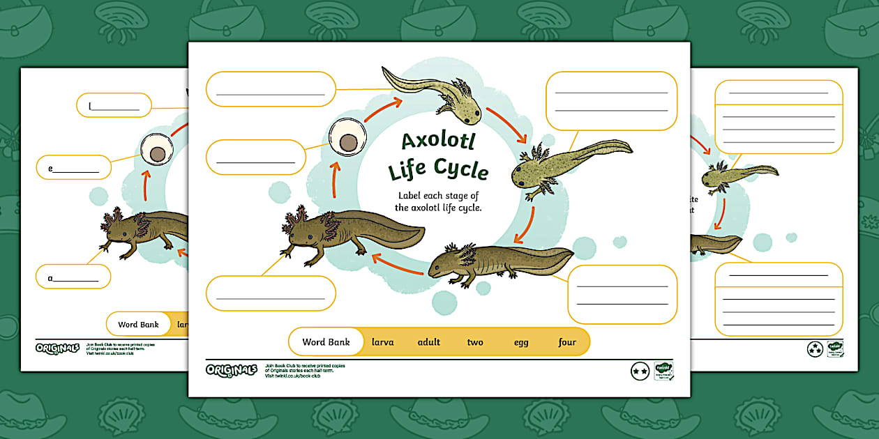 Axolotl Life Cycle Labelling Activity (teacher made)