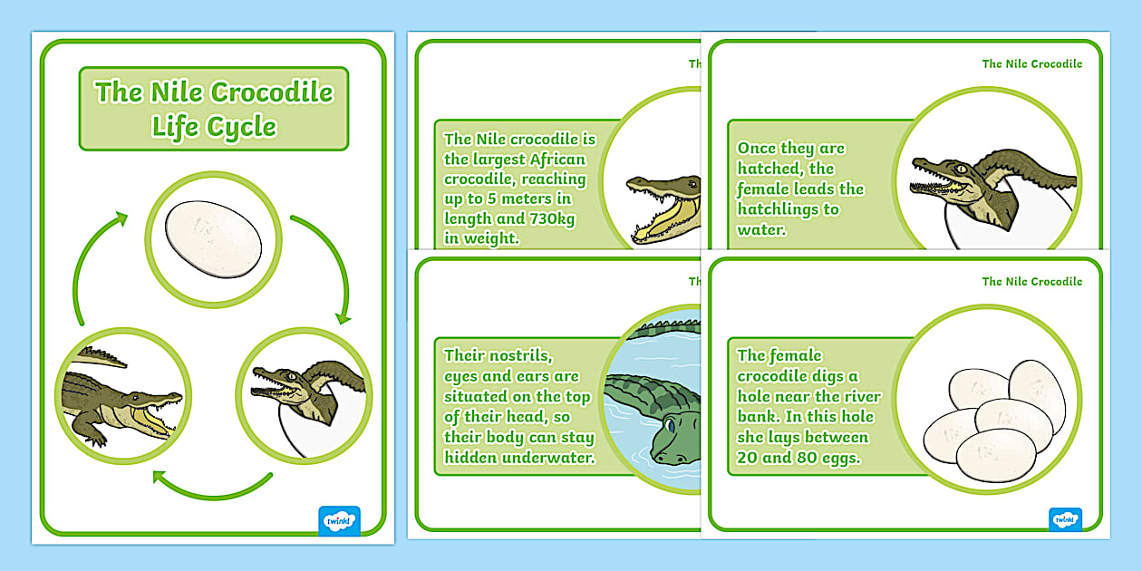 Life Cycle of a Crocodile Pictures - Primary Resources