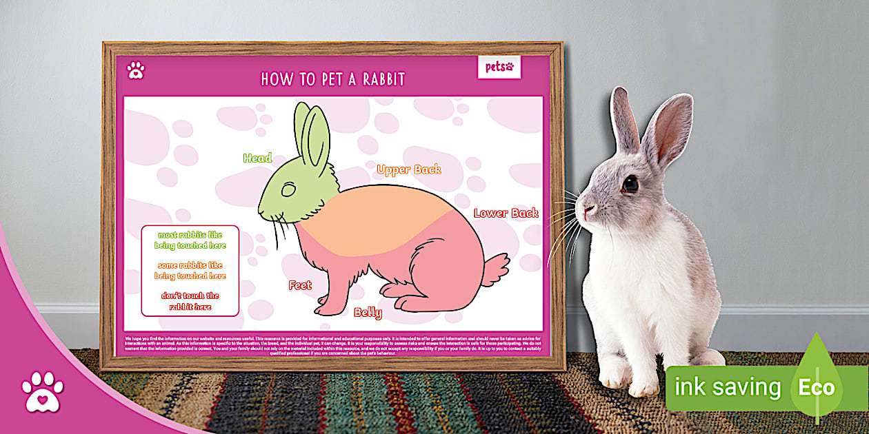 How To Pet a Rabbit - Display Poster - Twinkl Pets - Twinkl