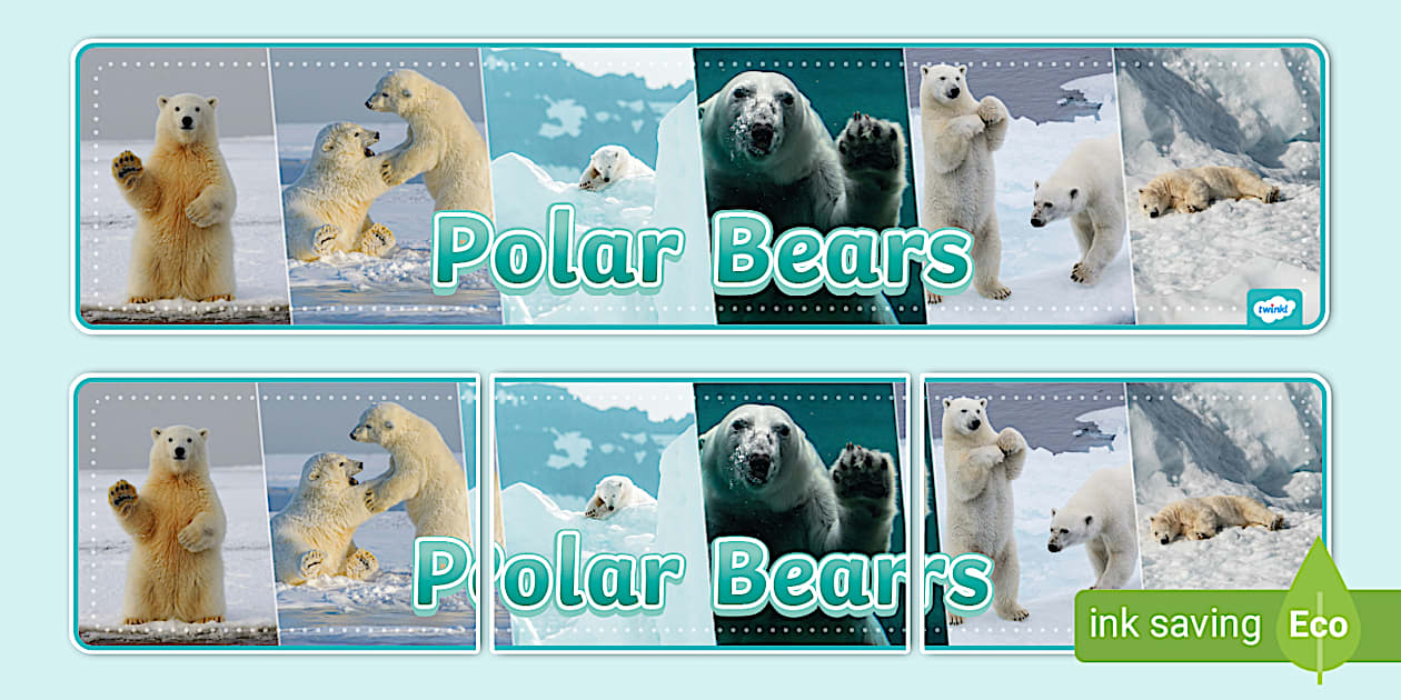 Polar Bears Photo Display Banner (Teacher-Made) - Twinkl