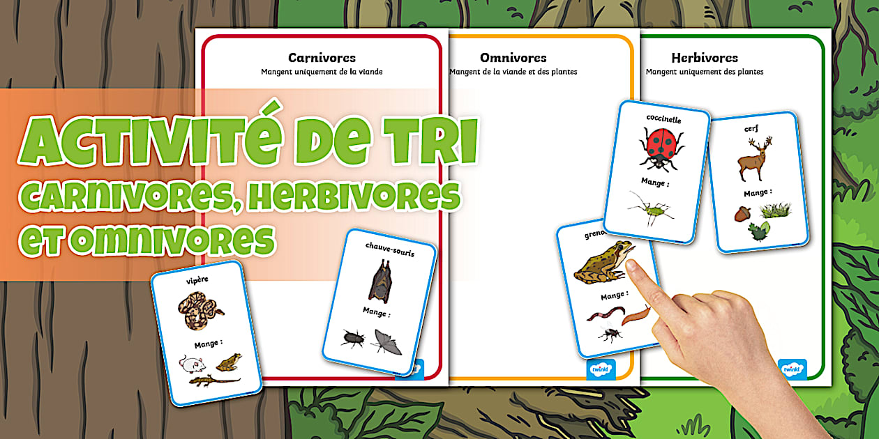 Activité de tri : carnivores, herbivores et omnivores