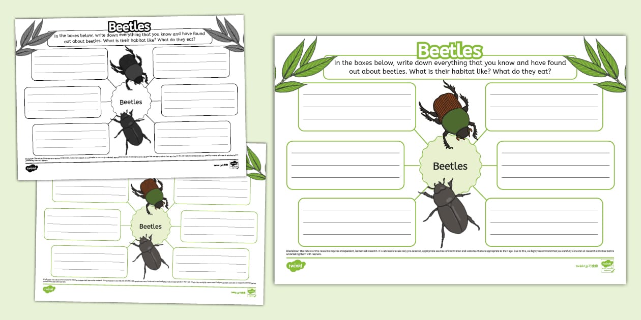 Beetles Mind Map (Teacher-Made) - Twinkl