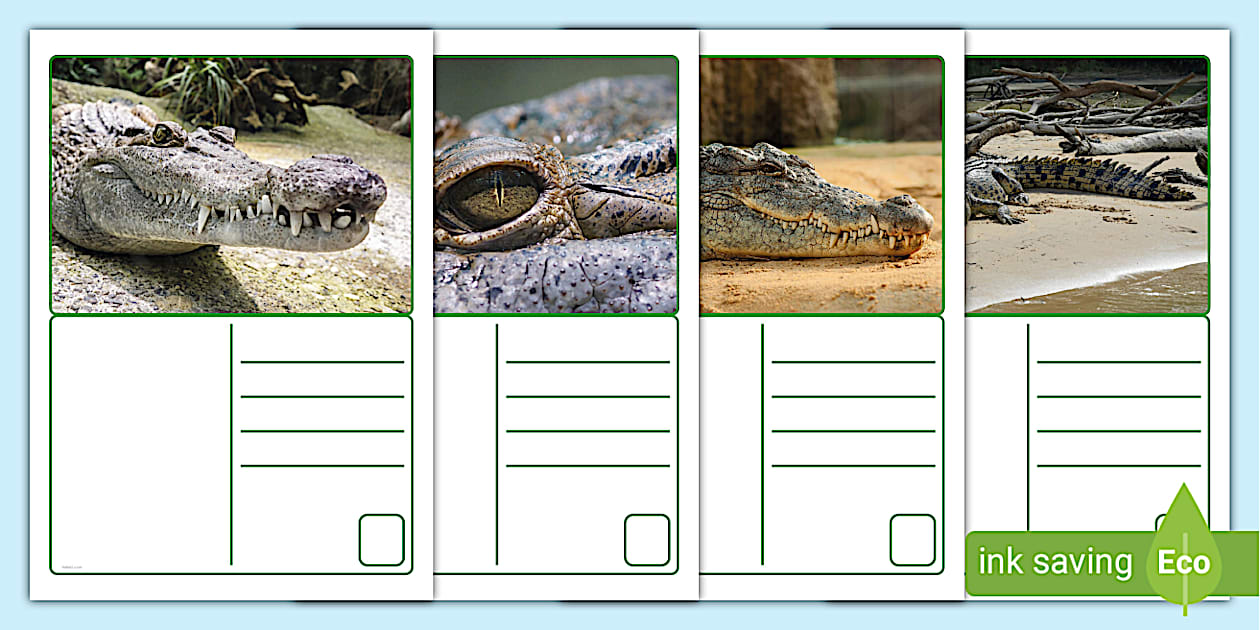 Crocodile Postcards (teacher made) - Twinkl