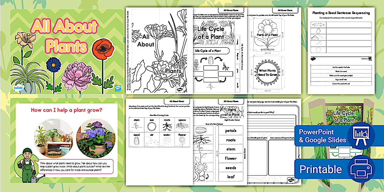 Kindergarten All About Plants Lesson Pack (teacher made)