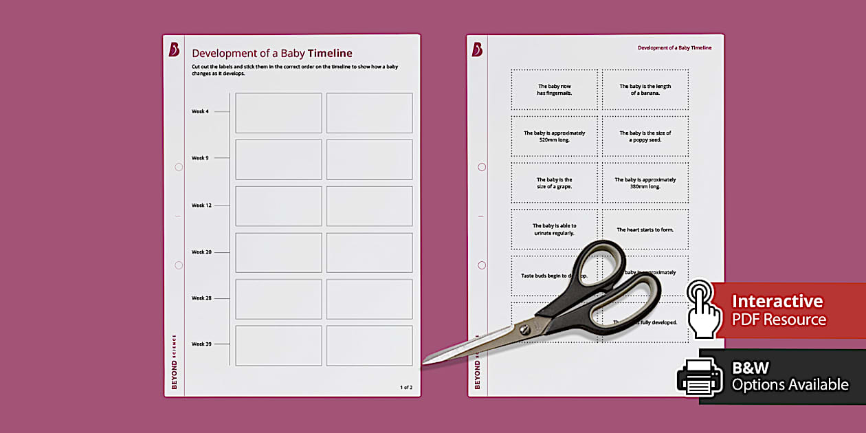 Development of a Baby Timeline Worksheet | Twinkl Science
