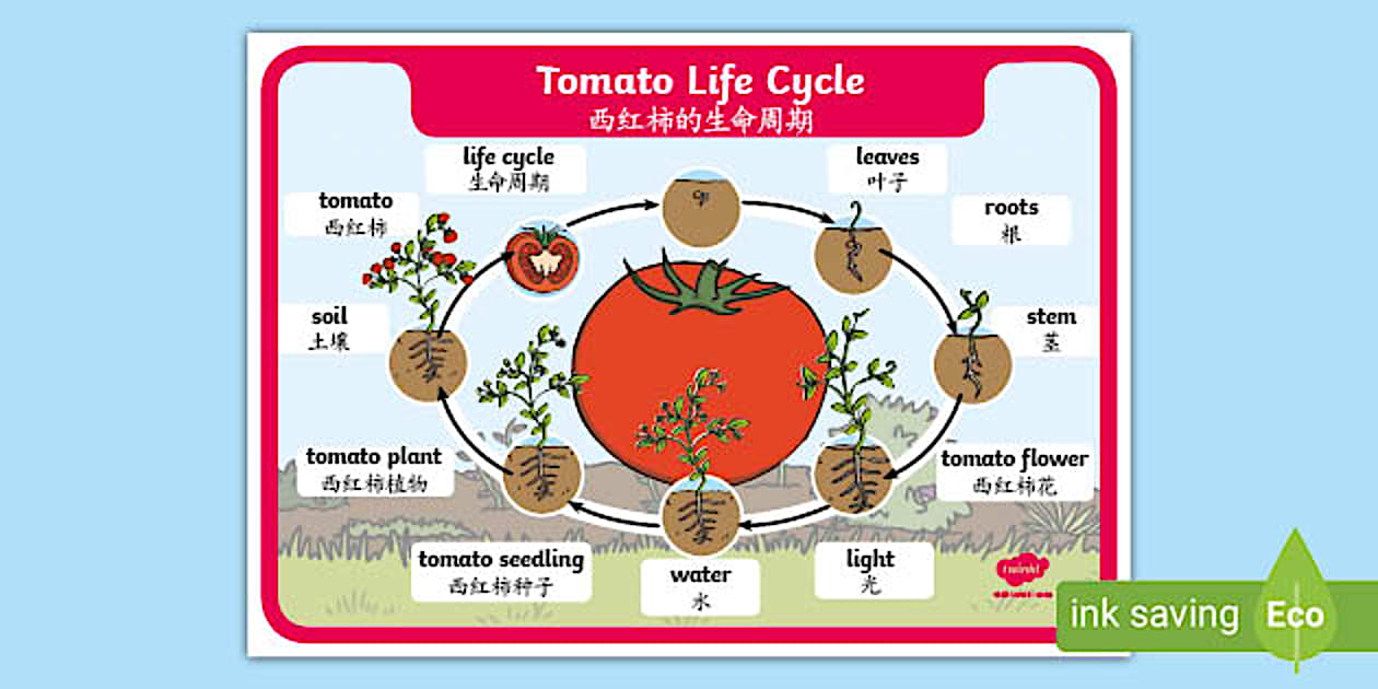 Tomato Life Cycle Word Mat - English/Mandarin Chinese