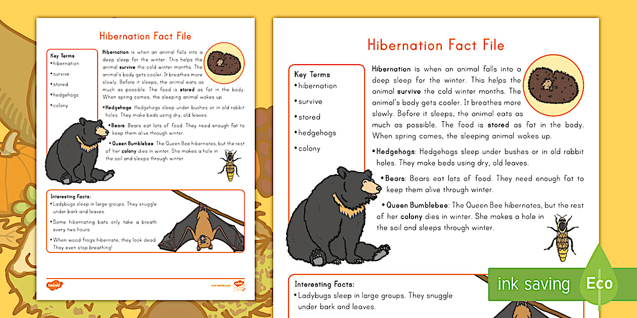 Second Grade Hibernation Fact File (teacher made) - Twinkl
