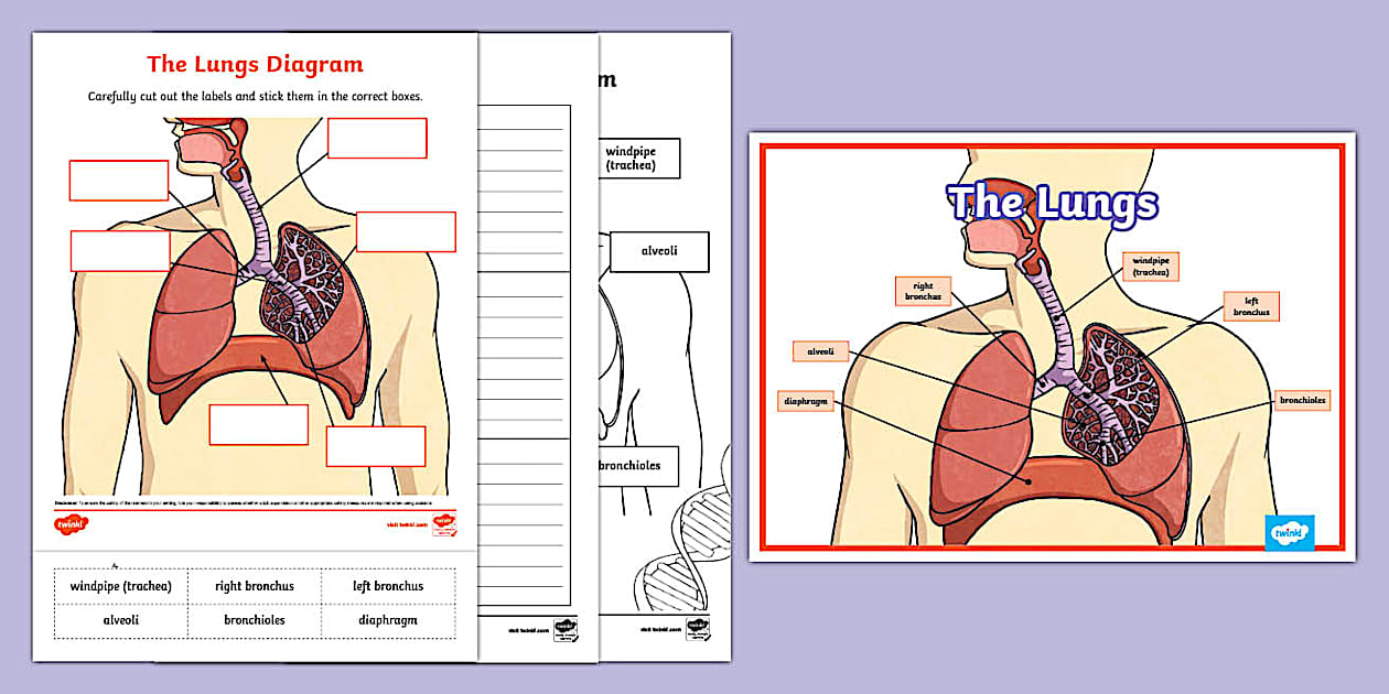 The Lungs Diagram Activity Pack (teacher made) - Twinkl