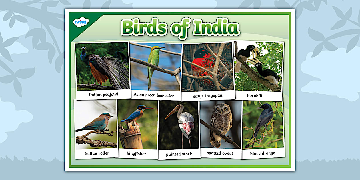 Birds of India Photo Display Poster (profesor hizo) - Twinkl