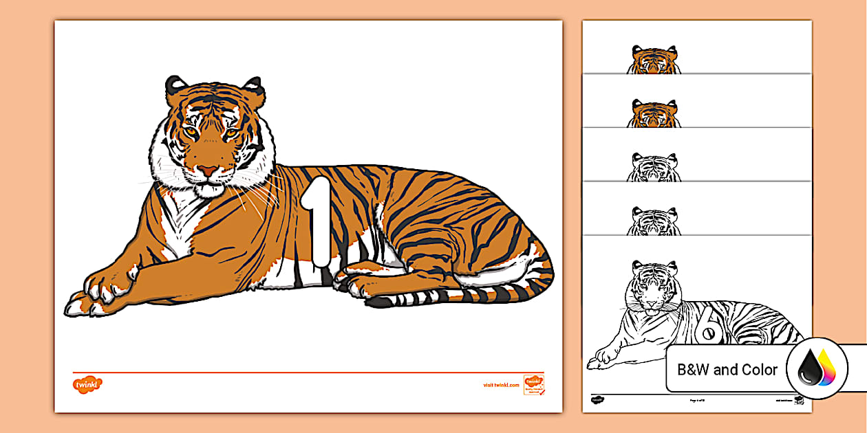 Tiger Number Cards | Printable Resource | Twinkl USA