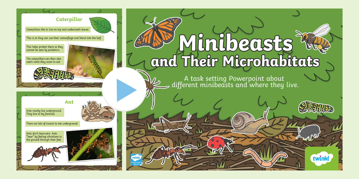 Minibeasts PowerPoint - minibeasts (Teacher-Made) - Twinkl