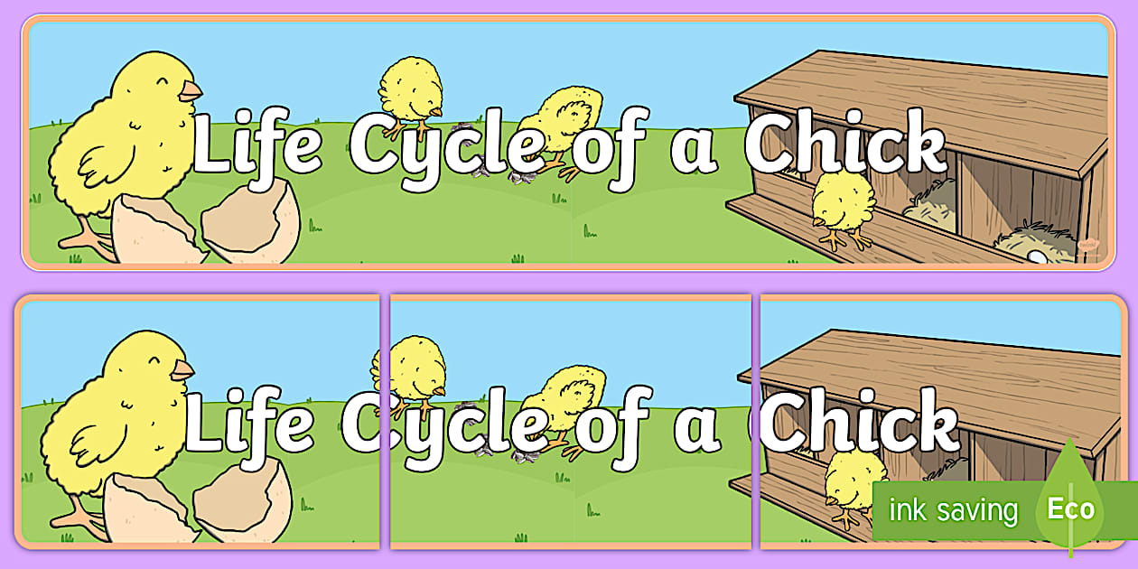 Life Cycle of a Chick Display Banner - - Twinkl