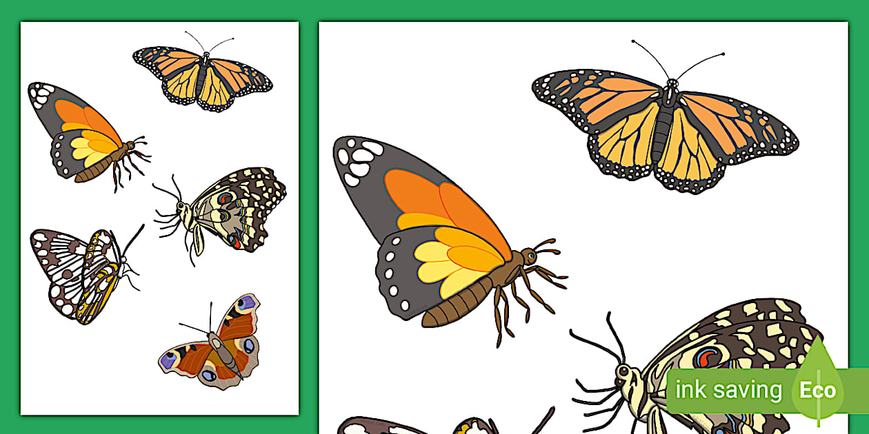 Butterfly Cut-Outs |Twinkl CA (teacher made) - Twinkl