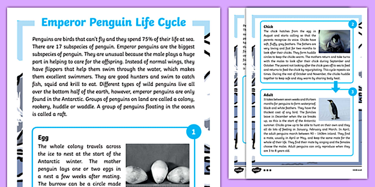 Life Cycle of an Emperor Penguin Fact File - Twinkl